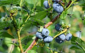 Plastic Netting | Custom Heavy-Duty Plastic Mesh Fencing ...